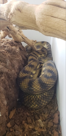 Ltc Adult Female Sorong Scrub Python by AJM Reptiles