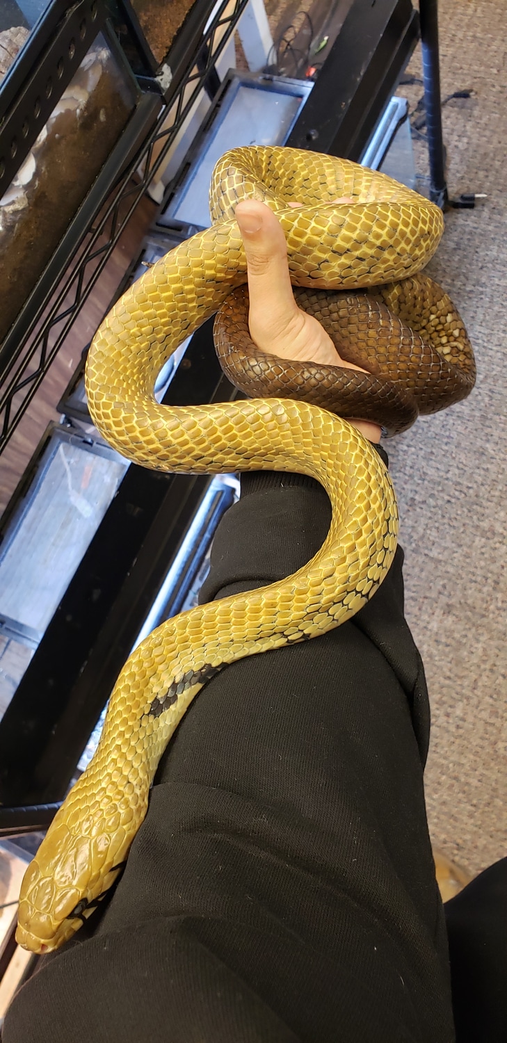 Black Tailed Cribo Indigo Snake by AJM Reptiles - MorphMarket