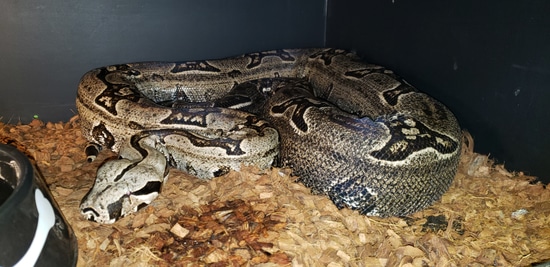 Bolivian Silverback Short-Tailed Boa Constrictor by AJM Reptiles