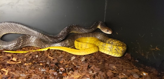 1.1 Yellow Tail Cribos Proven Cribo & Indigo Snakes by AJM Reptiles