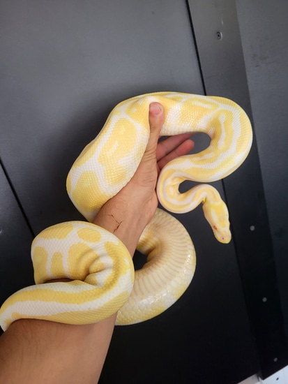 Albino Pastel Ball Python by AJM Reptiles