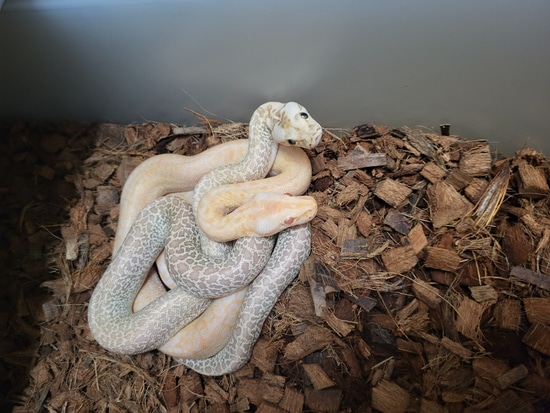 Hypo Granite Het Albino Patternless Burmese Python by AJM Reptiles