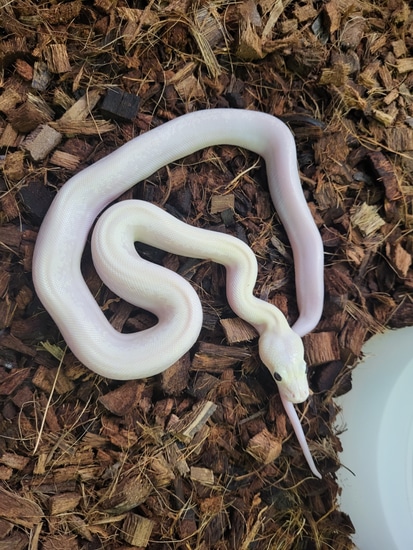 Black Eyed Ivory Burm Burmese Python by AJM Reptiles