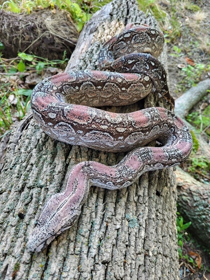 Maxx Pink Argentine Boa Argentine Boa Constrictor by AJM Reptiles