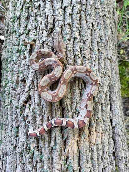 Raptor Double Het Vpi Anery 1 Boa Constrictor by AJM Reptiles