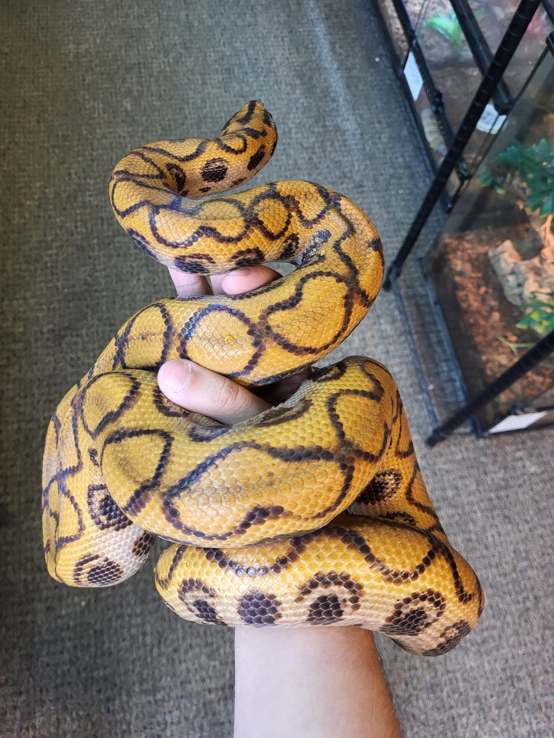 Orange BRB Brazilian Rainbow Boa by AJM Reptiles - MorphMarket