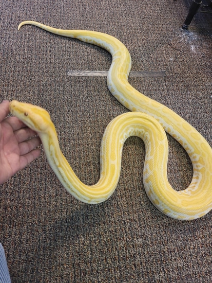 Pearl Labyrinth Burm Burmese Python by AJM Reptiles