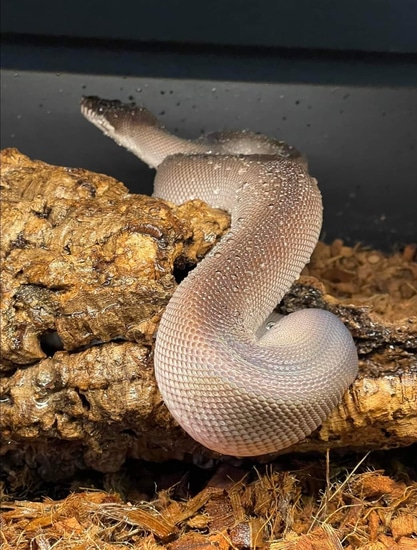 Southern White Lip Python White-Lipped Python by AJM Reptiles