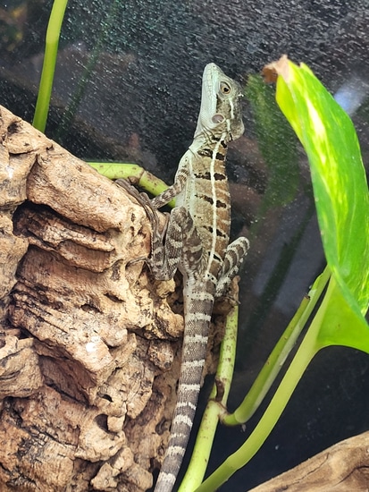 Uscbb Hybrid Basilisk Green/Brown More Lizard by AJM Reptiles