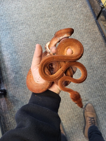 Calico Red ETB Northern Emerald Tree Boa by AJM Reptiles