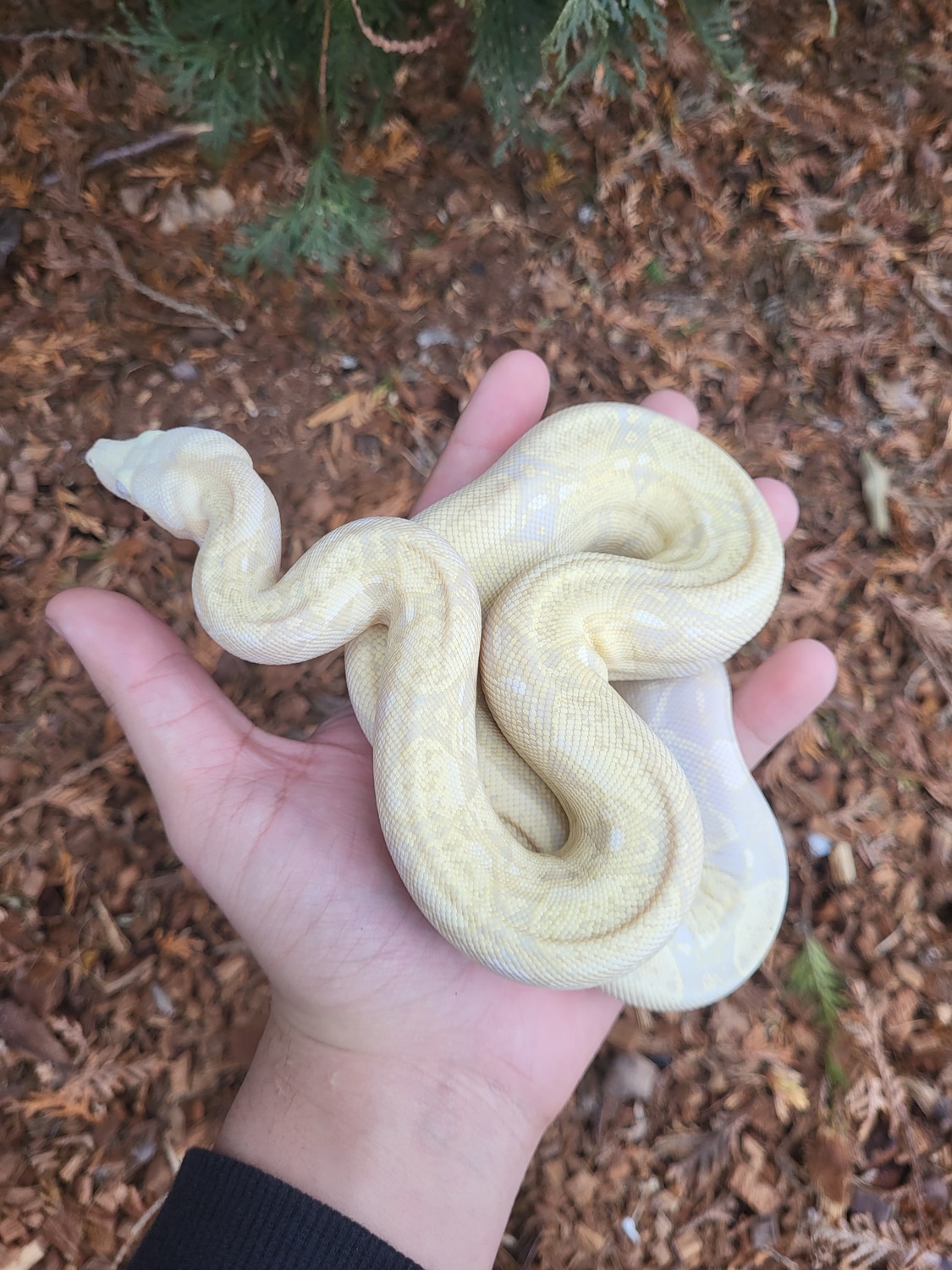 Moonglow Pos Img Boa Constrictor by AJM Reptiles - MorphMarket