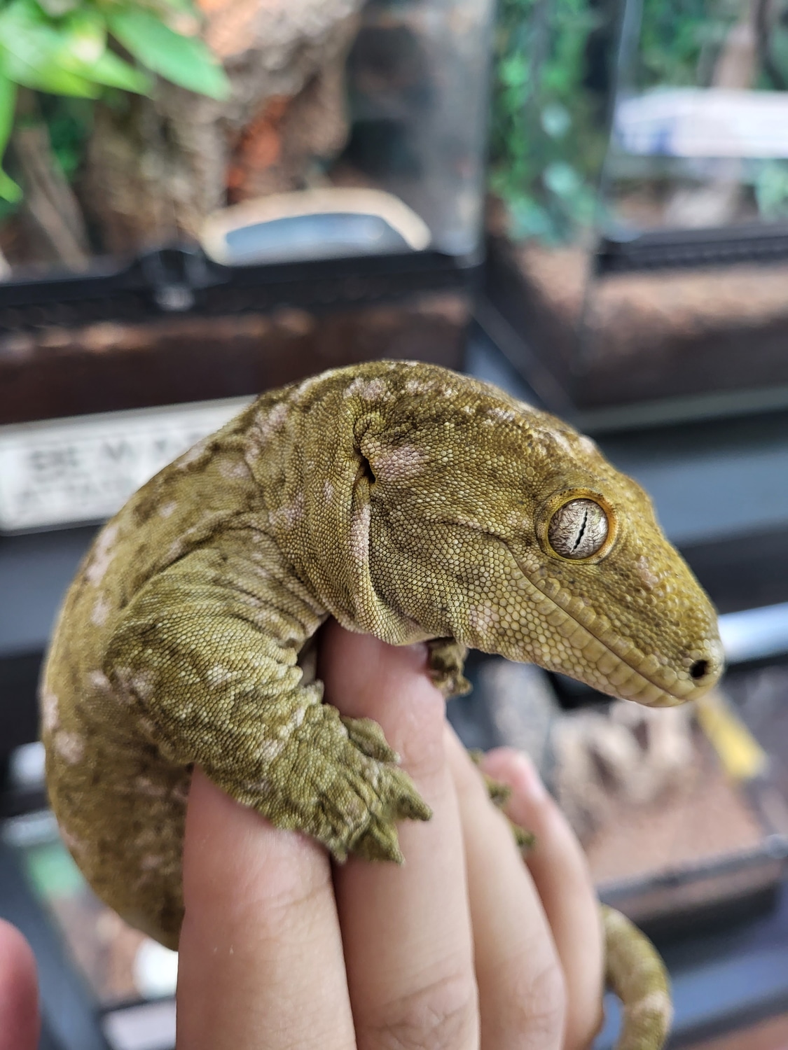 Pine Island Leachianus Gecko by AJM Reptiles - MorphMarket