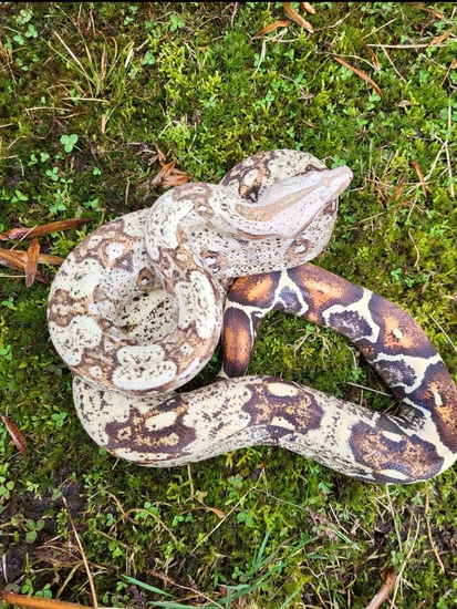Pink Panther Raptor VPI Albino Widows Peak Line ... Boa Constrictor by ...