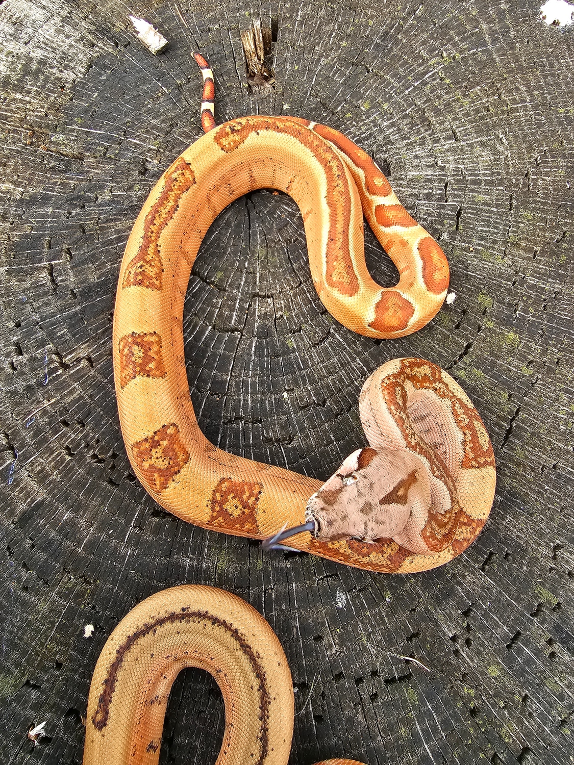 Hypo Jungle Het Blood Vpi Boa Constrictor by AJM Reptiles - MorphMarket