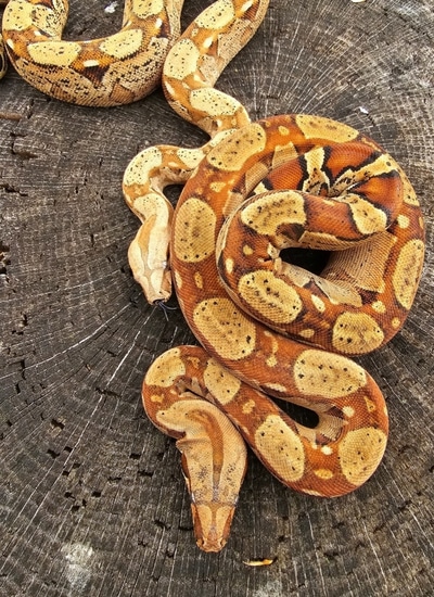Raptor Double Het Vpi Anery 1 Boa Constrictor by AJM Reptiles