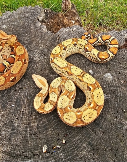 Raptor Dh Vpi Anery 1 Boa Constrictor by AJM Reptiles