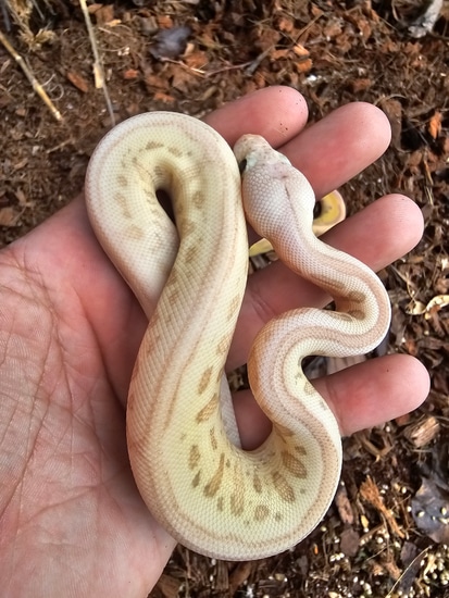 Pastel Lesser Scarecrow Ball Python by AJM Reptiles