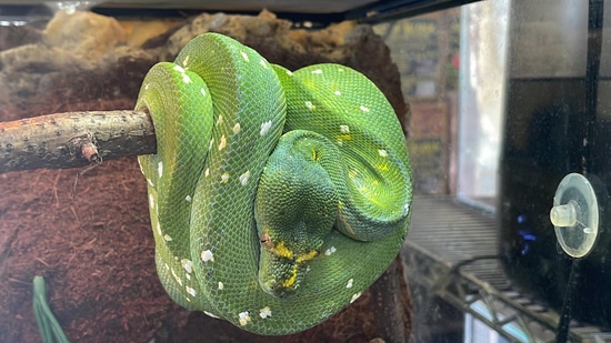 Misol X Jayapura Green Tree Python by AJM Reptiles