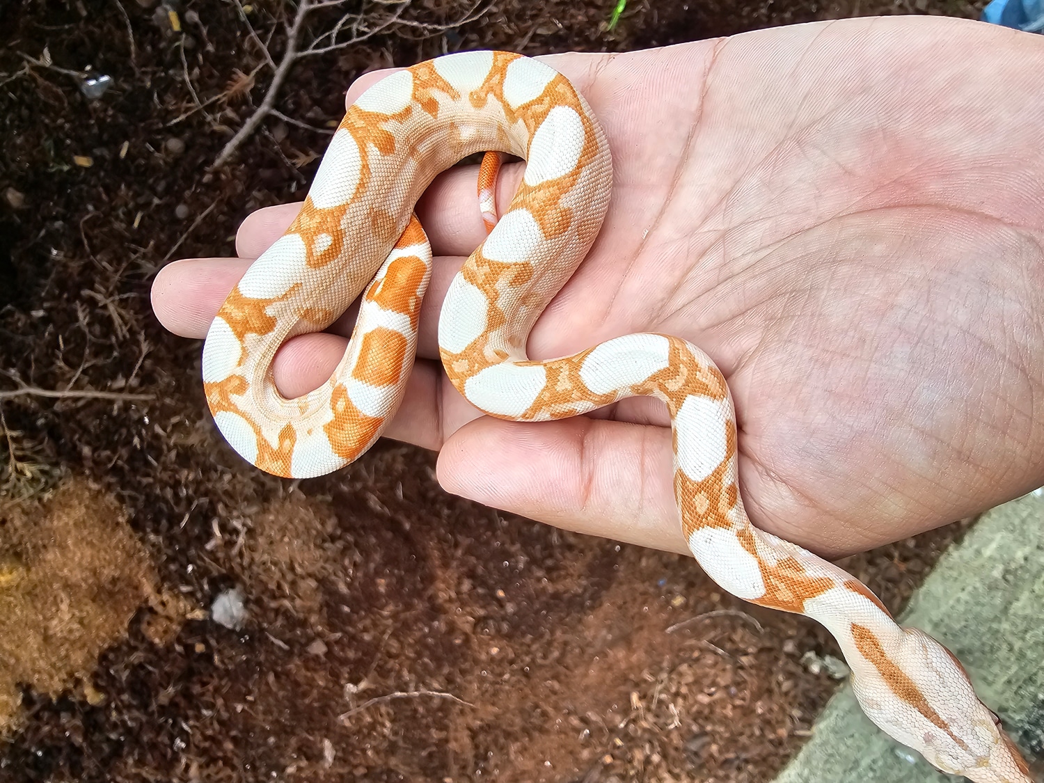Lipstick Sunglow Boa Constrictor by AJM Reptiles - MorphMarket