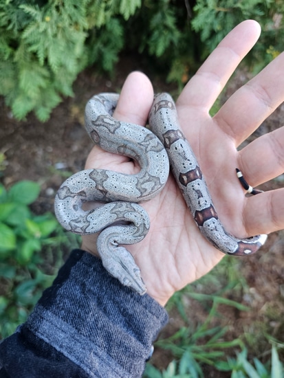Bolivian Silverback Boa Short-Tailed Boa Constrictor by AJM Reptiles