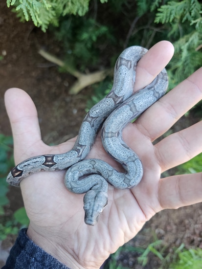 Bolivian Silverback Boa Short-Tailed Boa Constrictor by AJM Reptiles