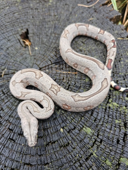 Striped Bolivian Silverback Boa Short-Tailed Boa Constrictor by AJM ...