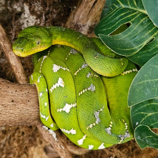 Long Term Captive ETB Northern Emerald Tree Boa by AJM Reptiles