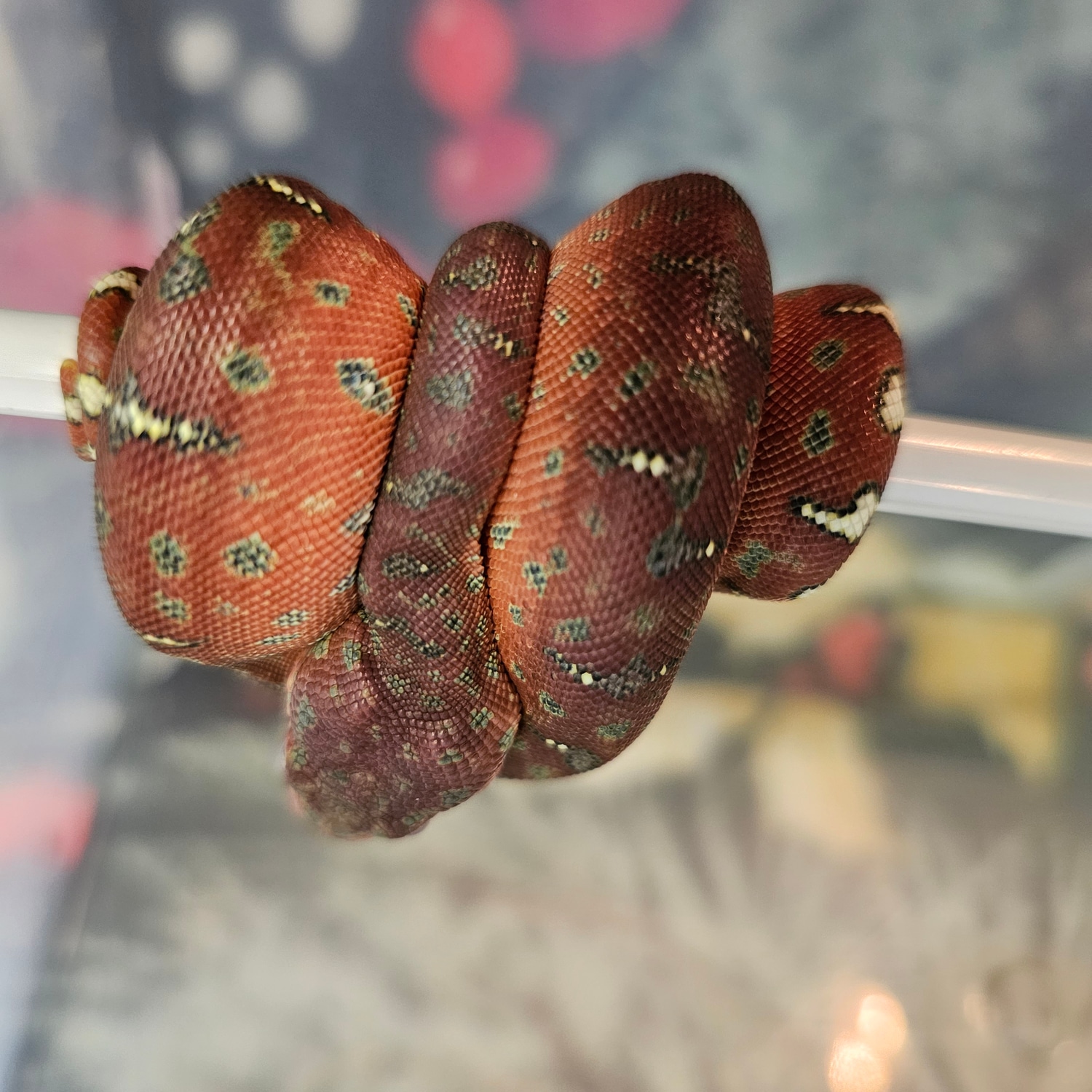 Emerald Tree Boa Northern Emerald Tree Boa by AJM Reptiles - MorphMarket