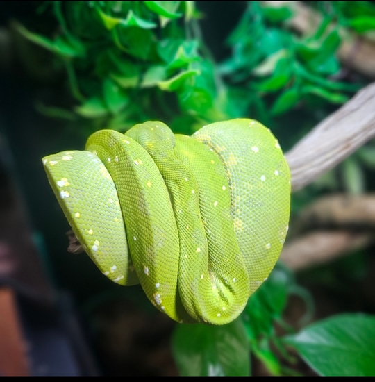 Biak Green Tree Python by AJM Reptiles