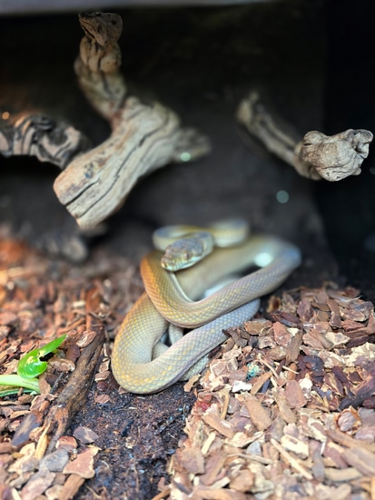 Highlands Scrub Python by AJM Reptiles