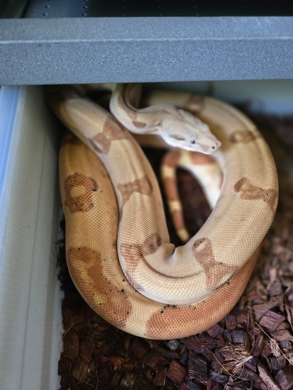 Hypo Jungle Het Vpi Snowglow Boa Constrictor by AJM Reptiles