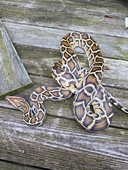 Normal 66% Het Caramel Burmese Python by AJM Reptiles