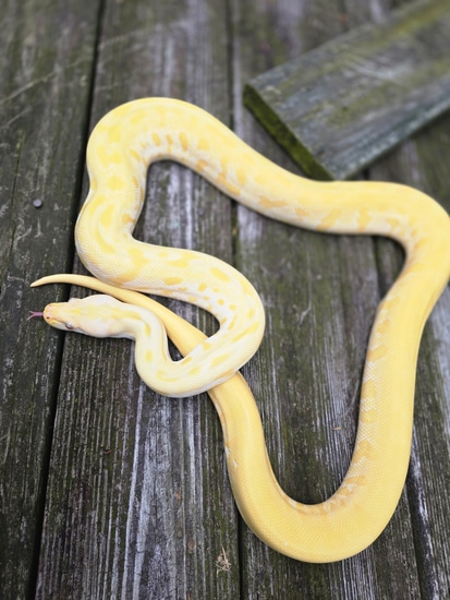 Albino Green Het Granite Burmese Python by AJM Reptiles