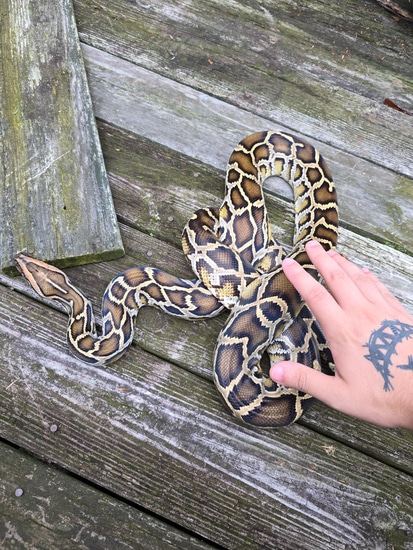 Burm 50% Het Carmel Burmese Python by AJM Reptiles