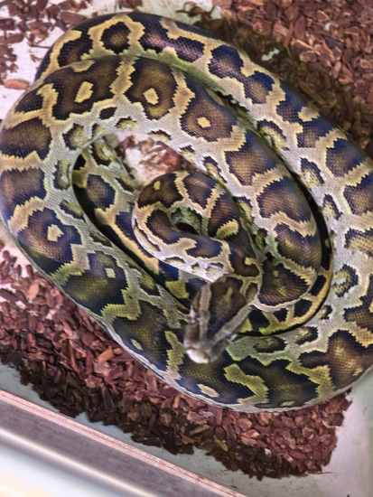 Indian Rock Burm Python Het Green Albino Granite Burmese Python by AJM ...