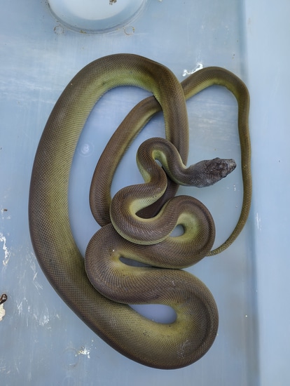 Papuan Olive Python by AJM Reptiles