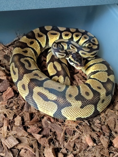 Pastel Ball Python Free Shipping by AJM Reptiles
