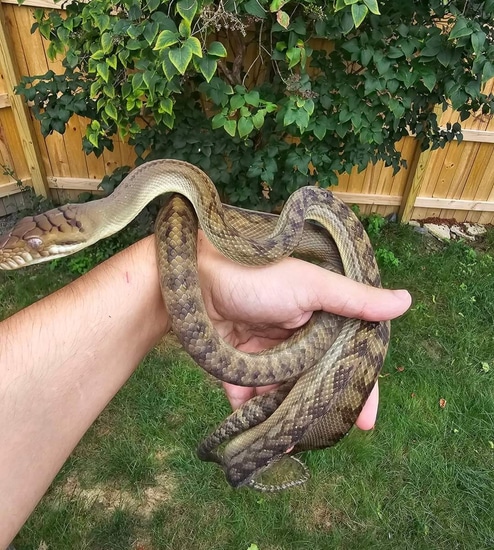 LTC Southern Scrub Python by AJM Reptiles