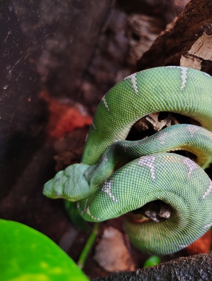 Uscbb Northern Emerald Tree Boa by AJM Reptiles