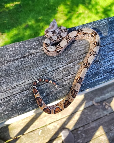 Raptor Het Blood Vpi Albino Boa Constrictor by AJM Reptiles