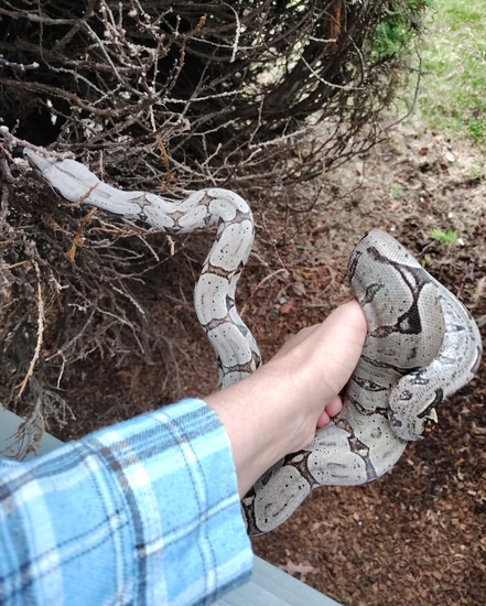Bolivian Silverback Killer Holdback Short-Tailed Boa Constrictor by AJM ...