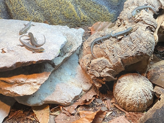 True F1 Kenyan Zebra Skinks More Skink by 402 Exotics Llc