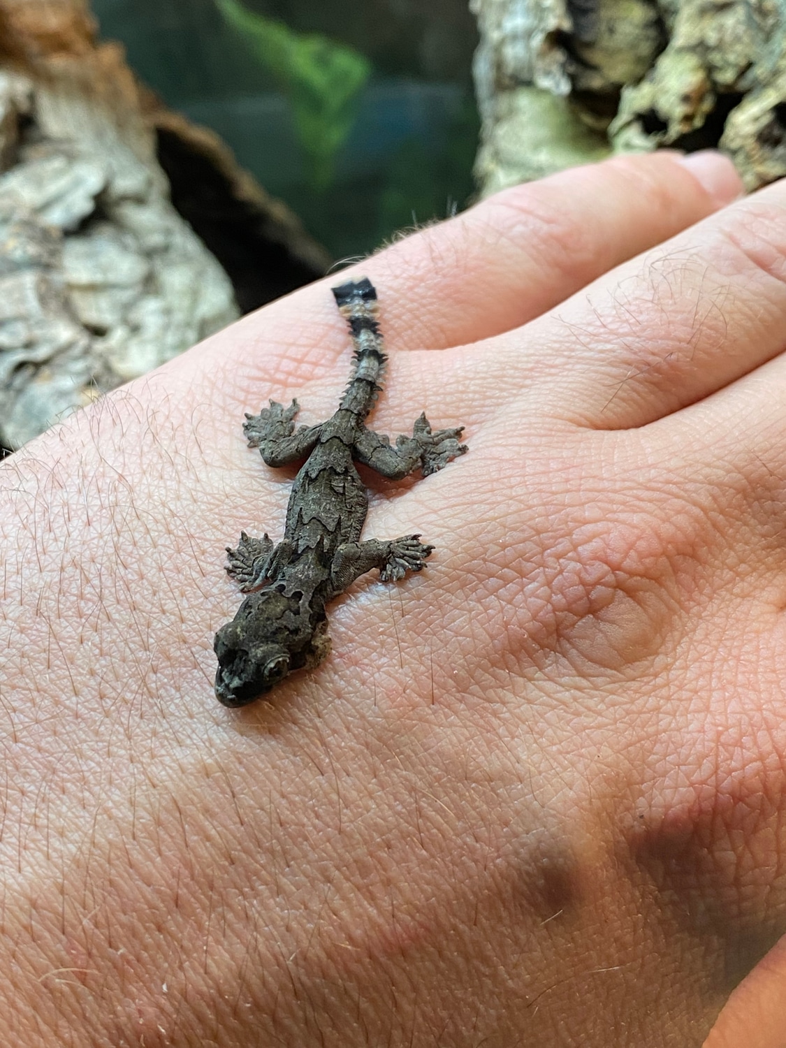 CBB Kuhli Flying Geckos Gekko Kuhli More Gecko by 402 Exotics Llc ...