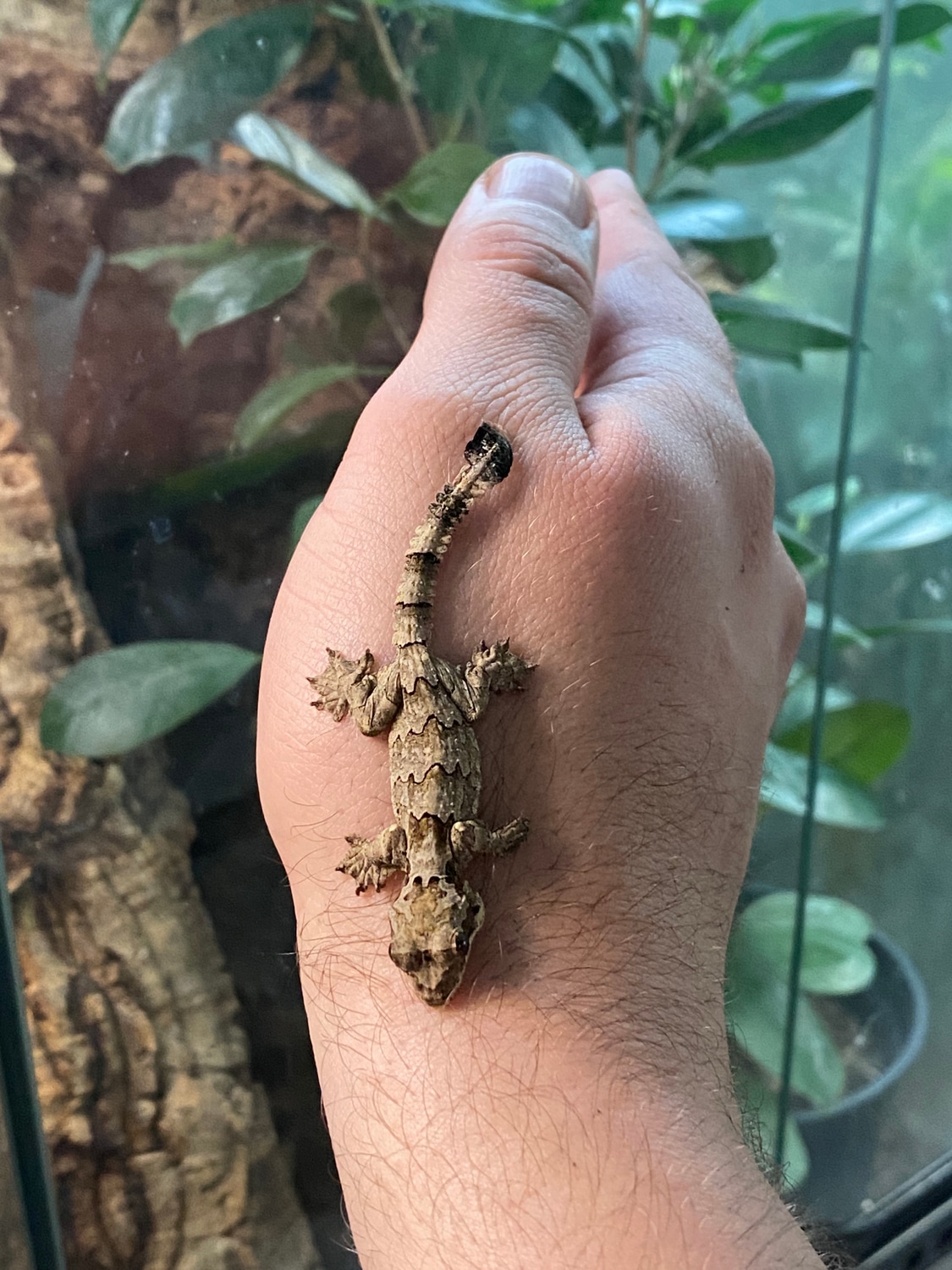 CBB Kuhli Flying Geckos Gekko Kuhli More Gecko by 402 Exotics Llc ...