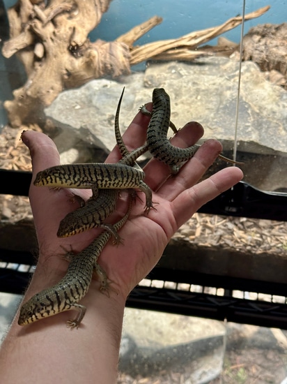 True F1 Kenyan Zebra Skinks More Skink by 402 Exotics Llc