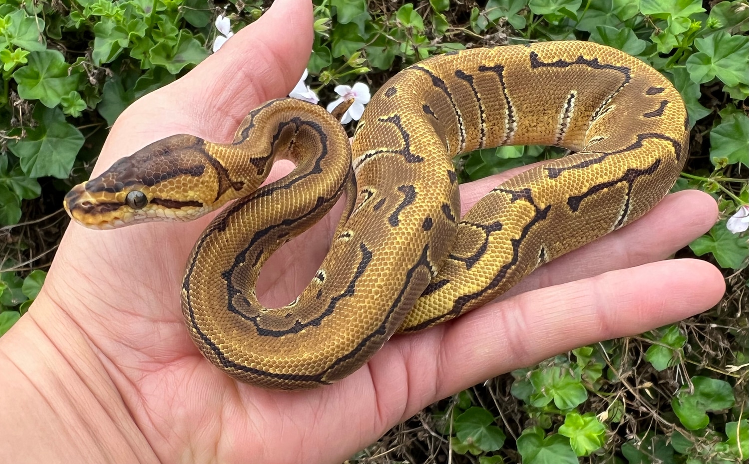 Pinstripe Double Het Desert Ghost Clown Ball Python by 403 Fauna ...