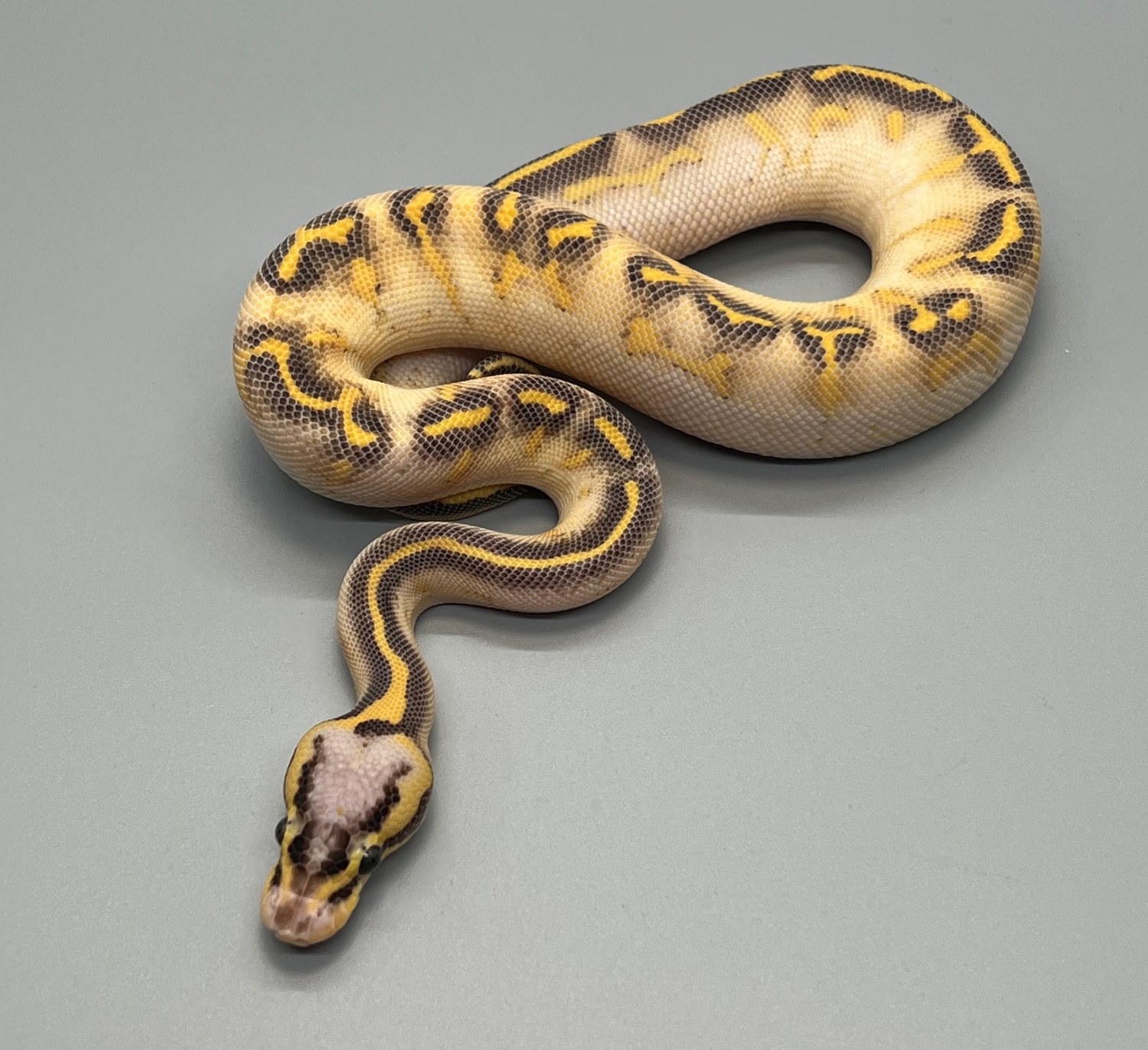 Pastel Highway Ball Python by 403 Fauna - MorphMarket