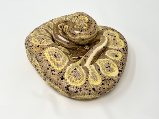 Black Pastel Banana VPI Axanthic Ball Python by 403 Fauna