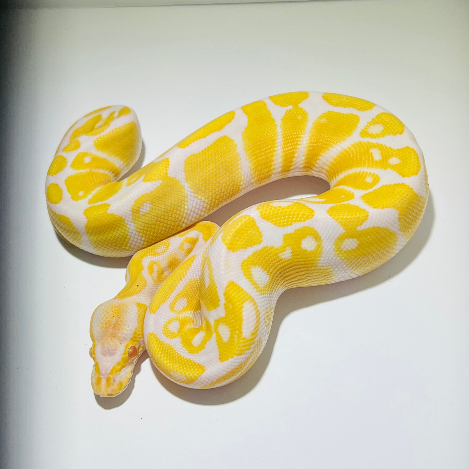 Albino Ball Python by 404 Exotics - MorphMarket