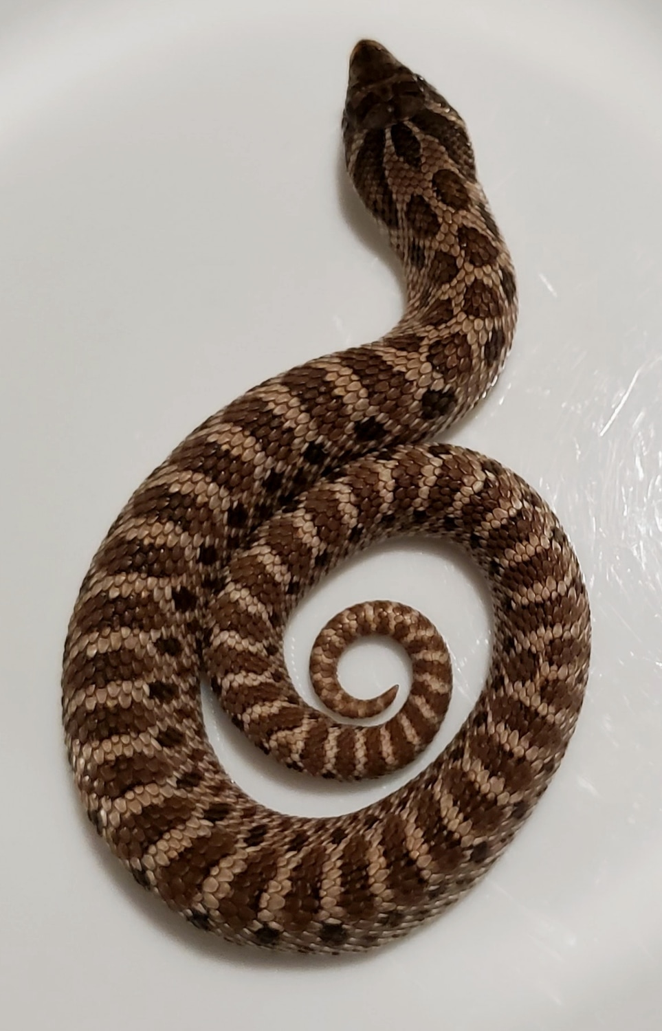 DH Sunburst 50% Het Axanthic Western Hognose by AMCL Exotics - MorphMarket